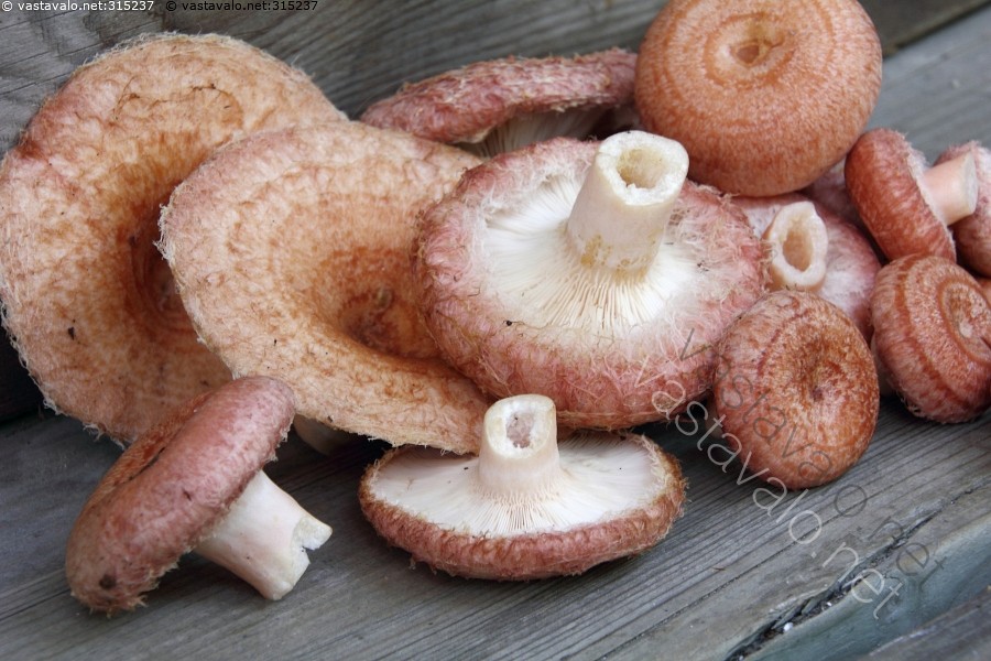 Kuva: Karvarouskusaalis - karvarouskut karvalaukut syötävät sienet ...