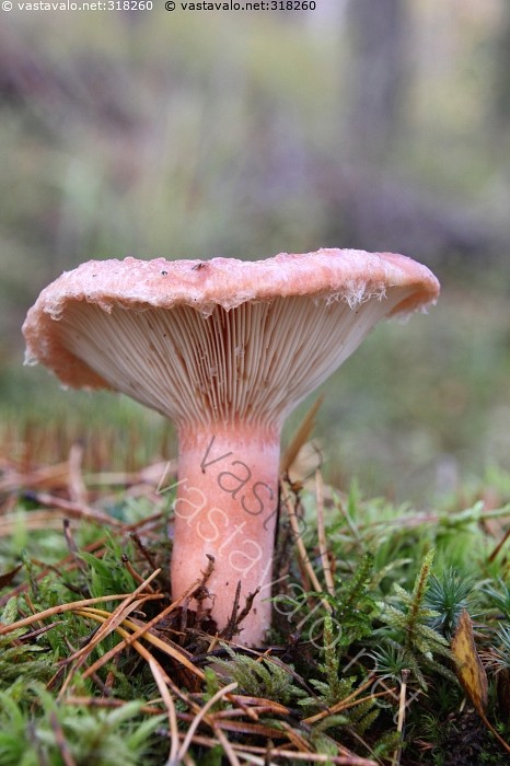 Kuva: Karvalaukku - karvarousku karvalaukku Lactarius torminosus rousku ...