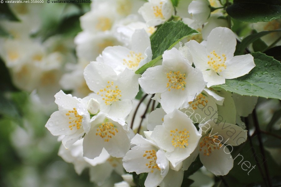 Kuva: Jasmikkeen kukkia - valkokukkainen jasmike Philadelphus kukkaoksa ...