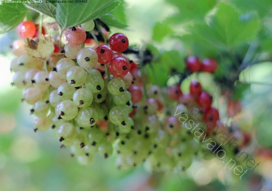 Kuva: Punertuvat viinimarjat - raakileet raa'at kypsyvät vaaleanvihreät ...