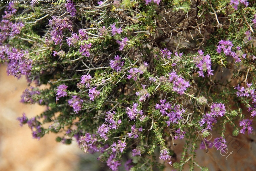 Kuva: Timjami kukkii - kukkiva luonnonvarainen timjami Coridothymus ...
