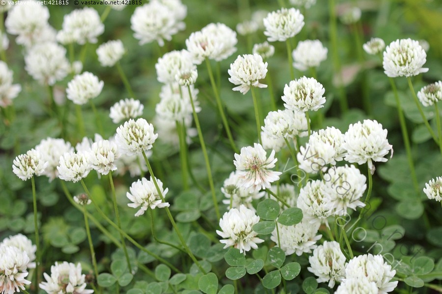 Kuva: Valkoapilaa - valkoapila Trifolium repens apila valkoinen ...