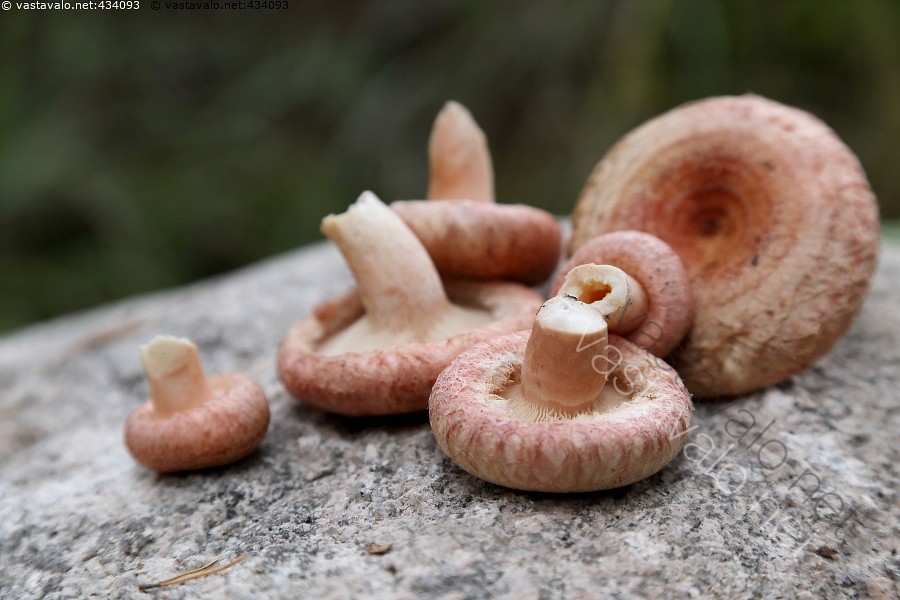 Kuva: Ensimmäiset karvalaukut - karvarouskut karvalaukut syötävät ...