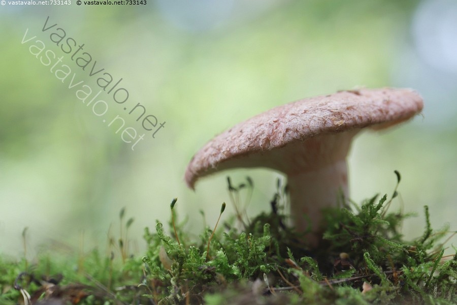 Kuva: Sienimetsässä - karvarousku karvalaukku Lactarius torminosus ...