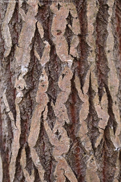 Kuva: Raidan runkoa - vanha raita Salix caprea puu uurteinen puunrunko ...