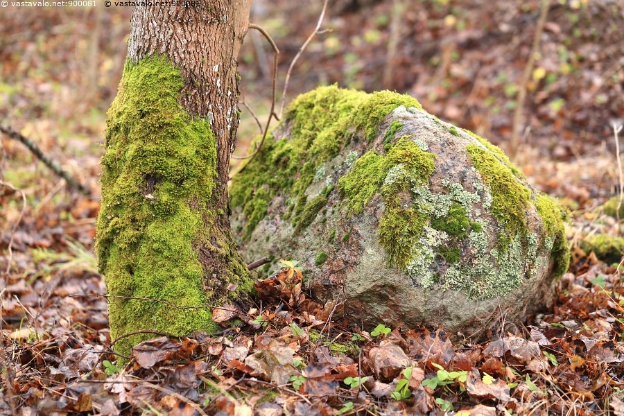 Kuva: Vanhassa metsässä - vanha metsä sammaloitunut sammaleinen ...