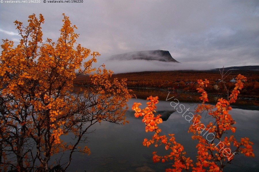 Kuva: Saana ruska-aikaan - saana ruska koivut lehdet vesi järvi värit ...