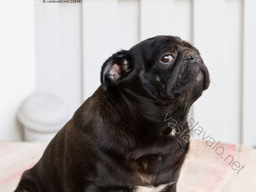 Kuva: Mopsi - mopsi koira seurakoira kääpiökoira kuono kirsu silmä ...