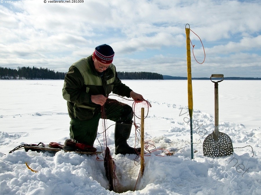 Kuva: Kuha nousee avannosta - kalastus kuha kala mies kalastaja lapio ...
