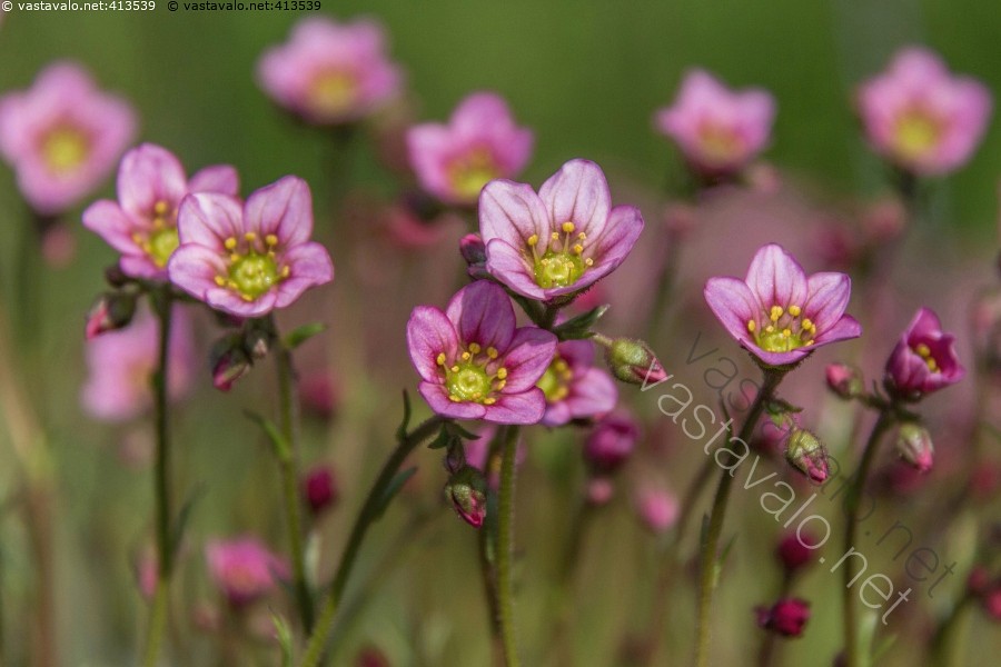 Kuva: Patjarikko - Saxifraga kasvi perenna kivikkokasvi vaaleanpunainen ...