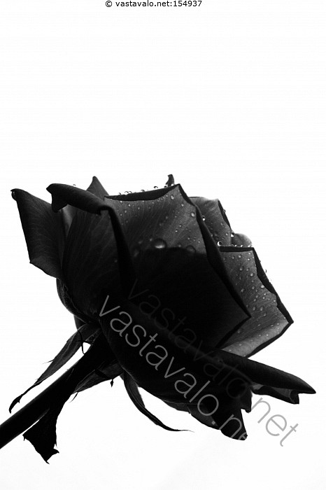 Kuva: Ruusu - ruusu musta valkoinen tunnelma suru pisara tyylitelty ...