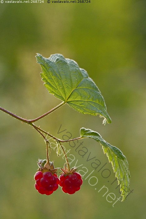 Kuva: Vadelmat - vadelma vattu vaapukka vaarain rubus idaeus marja ...