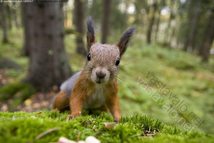 Kuva: Orava - orava eläin utelias kesy metsä syksy sammal vihreä harmaa ...