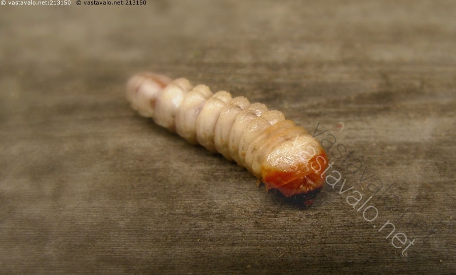 Kuva: Tupajäärän toukka 1 - tupajäärä Hylotrupes bajulus toukka mato ...