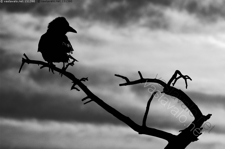 Kuva: Varis oksalla - varis varikset lintu linnut oksa oksalla oksat ...