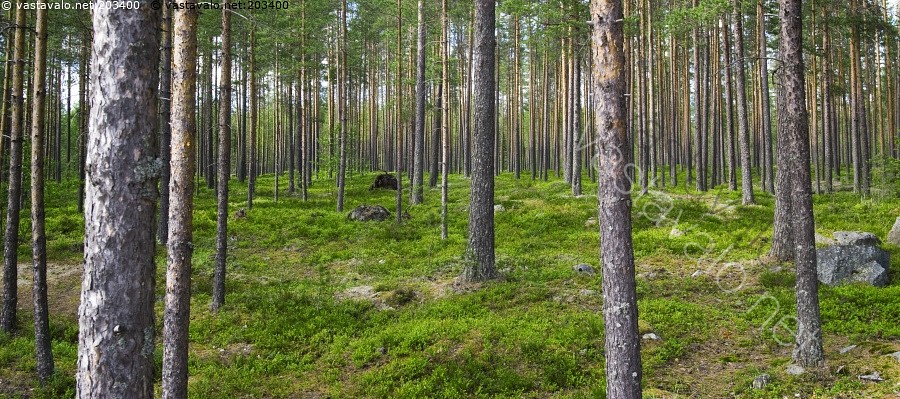 Kuva: Metsässä - metsä havumetsä suomi talousmetsä metsätalous luonto ...