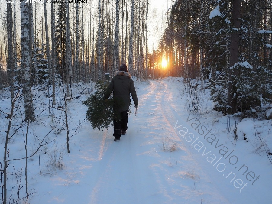 Kuva: Kuusenhaussa - joulu kuusi joulukuusi saha auringonlasku lumi ...