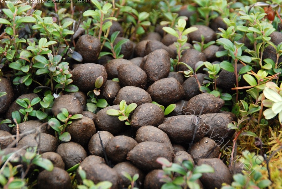 Kuva: Kaunis kakka - kakka hirvenkakka hirven jätös uloste pipana ...