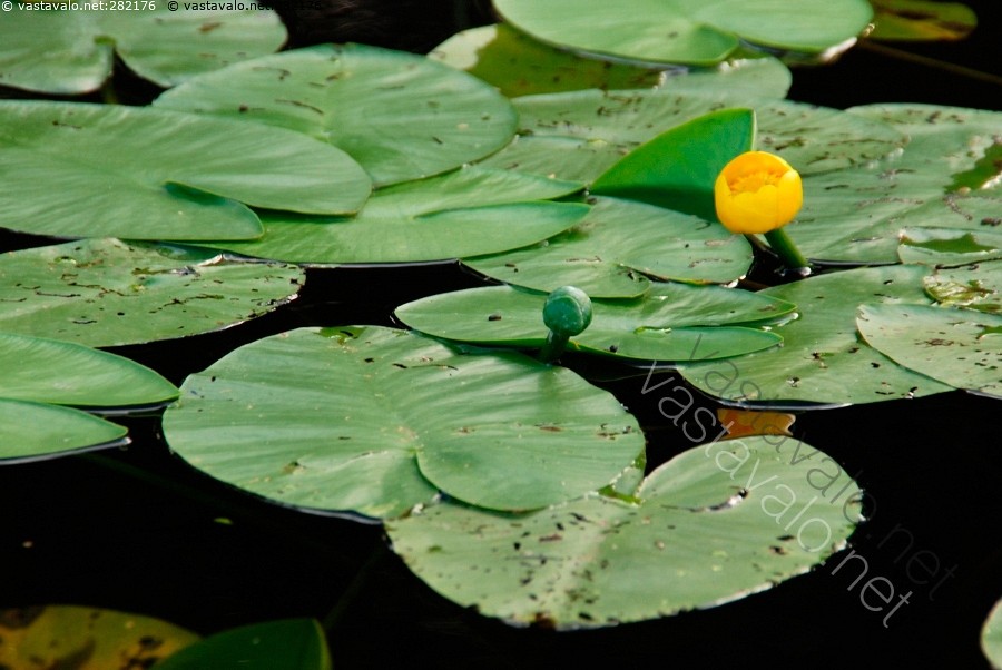 Kuva: Ulpukankukka - Ulpukka Nuphar lutea myrkyllinen keltakukkainen ...