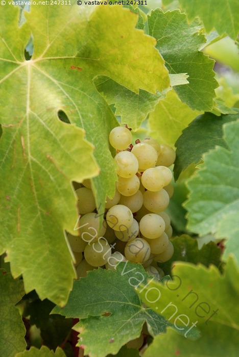 Kuva: Viini - viini viinirypäle viiniköynnös vitaceae viininviljely ...