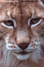 Kuva: Ilveksen katse - ilves kissa kissaeläin zoo eläintarha vankeus ...