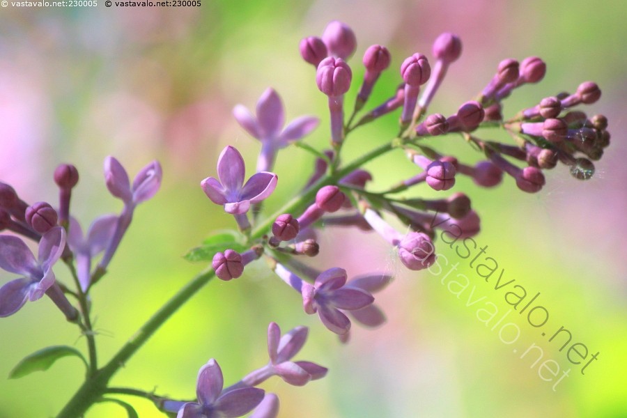 Kuva: Syreeni - syreeni sireeni sireeninkukka syreeninkukka ...