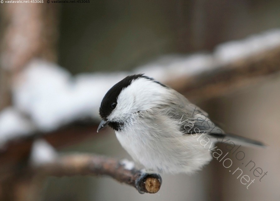 Kuva: Hömötiainen - hömötiainen tiainen lintu pikkulintu vilkas oksa ...