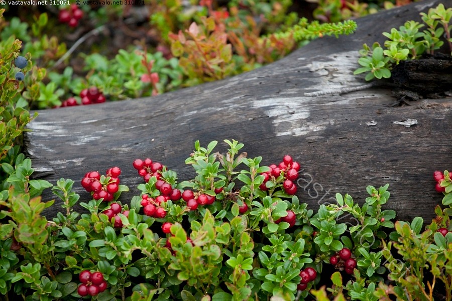 Kuva: Puolukat - Puolukka Vaccinium vitis-idaea marja marjat kypsä ...