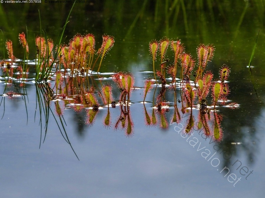 Kuva: Kihokit - kihokki kihokit kasvi lihansyöjä pitkälehtikihokki ...
