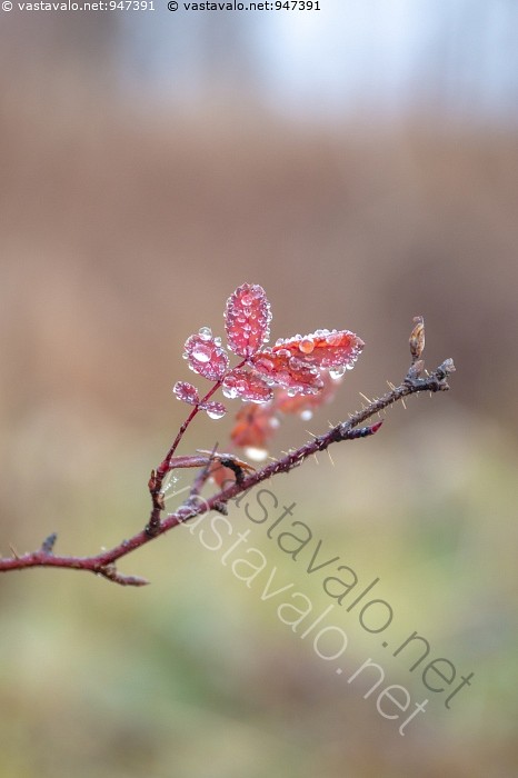 Kuva: Pisarat ruusun lehdellä - ruusunlehti ruusunlehdet punainen ...