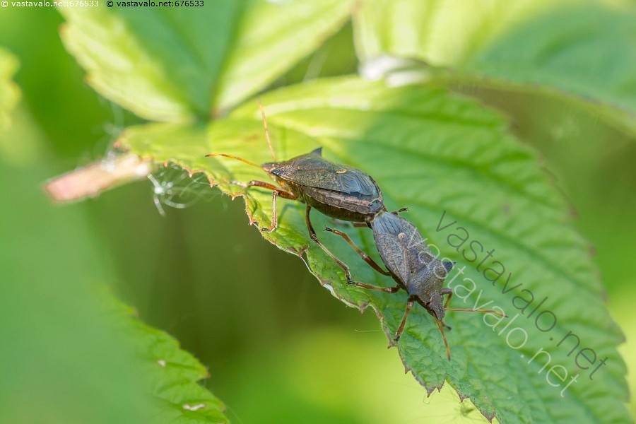 Kuva: Piikkiluteet - lude luteet piikkilude Picromerus bidens ...