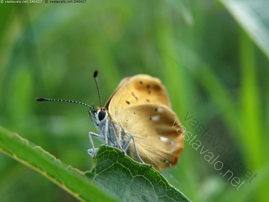 Kuva: Päiväperhonen - perhonen perhoset loistokultasiipi lycaena ...