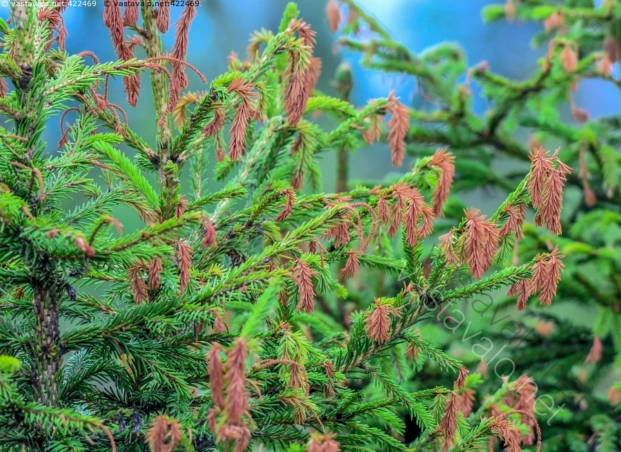 Kuva: Paleltuneet kuusen vuosikasvaimet - kuusi kuusentaimi puu ...
