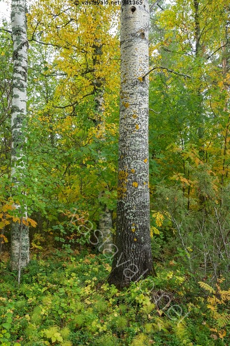 Kuva: Haapa - haapa Populus tremula metsähaapa lehtipuu koivu koivut ...