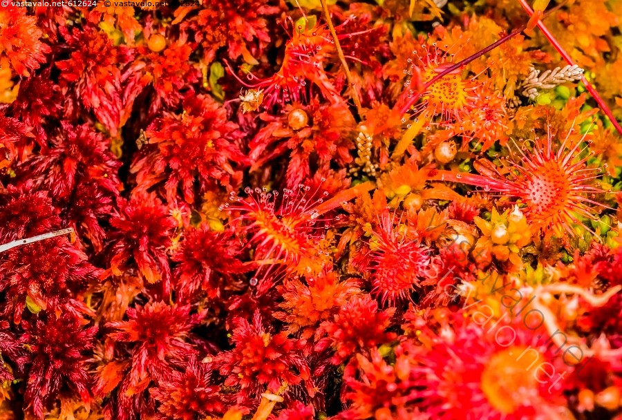 Kuva: Sammalten väriloistoa - sammal sammalet rahkasammal rahkasammalet ...