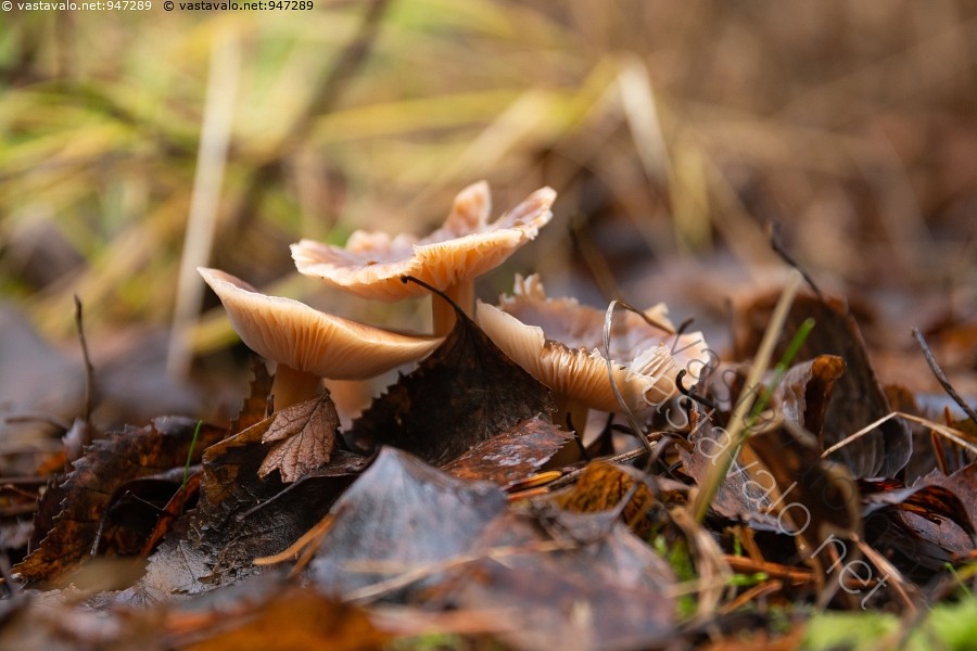 Kuva: Syksyn viimeisiä sieniä - sieni sienet lakkisieni lakkisienet ...