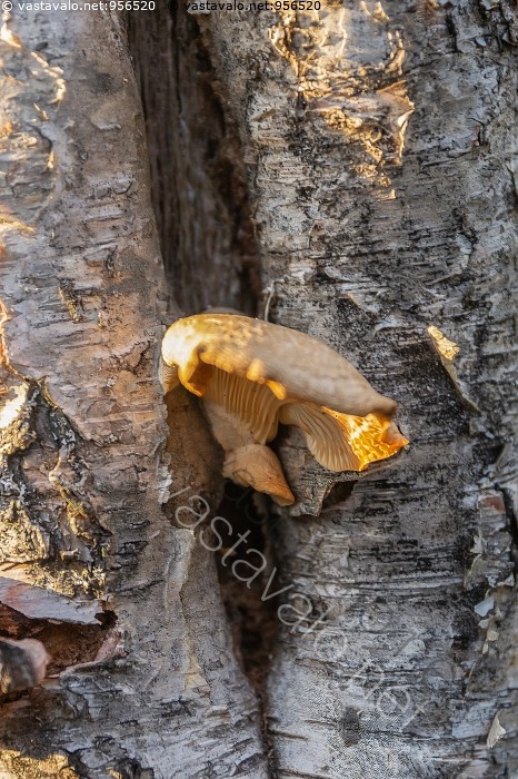 Kuva: Koivuvinokas - sieni sienet koivuvinokas vaalea vaalealakkinen ...