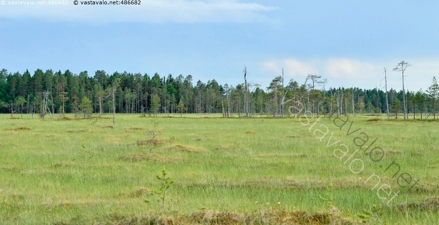 Kuva: Luonnontilainen neva - suo neva nevamainen avosuo luonnontilainen ...