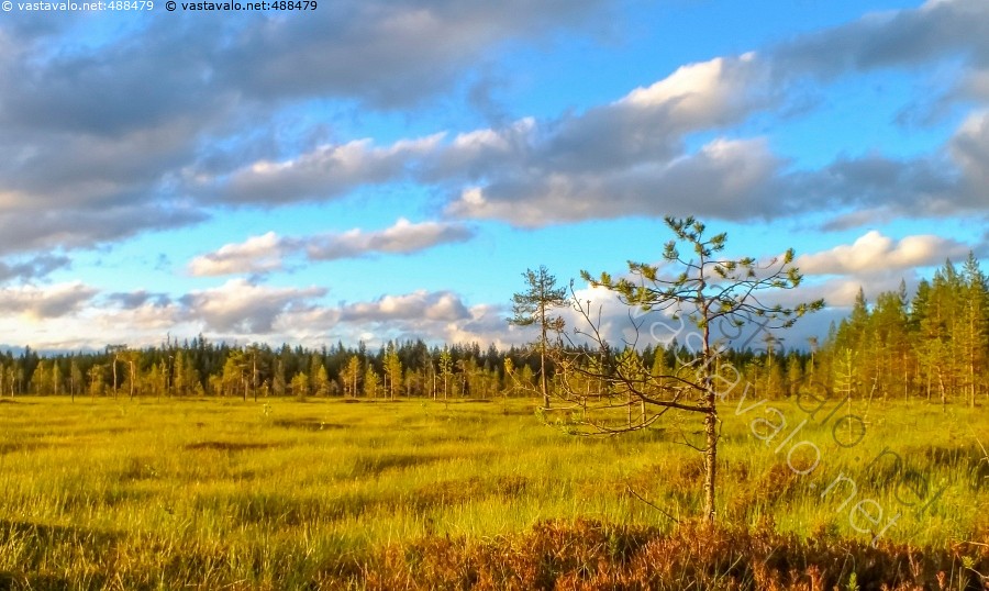 Kuva: Luonnontilainen suo - suo neva nevasuo avosuo luonnontilainen ...