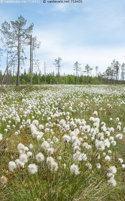 Kuva: Ennallistettu suo - suo ennallistettu tupasvillaneva neva ...