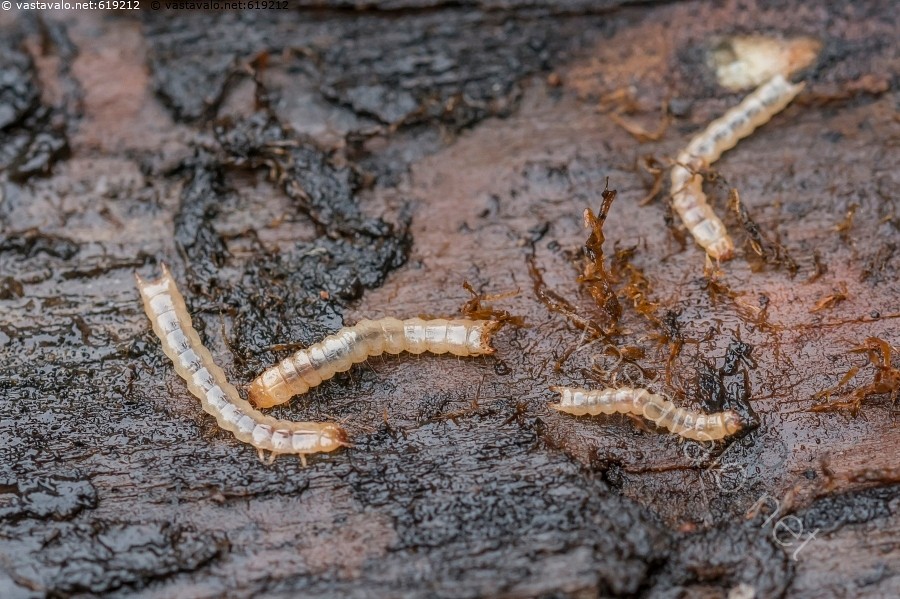 Kuva: Laakakolvan toukkia - toukka toukkavaihe toukka-aste vaalea ...
