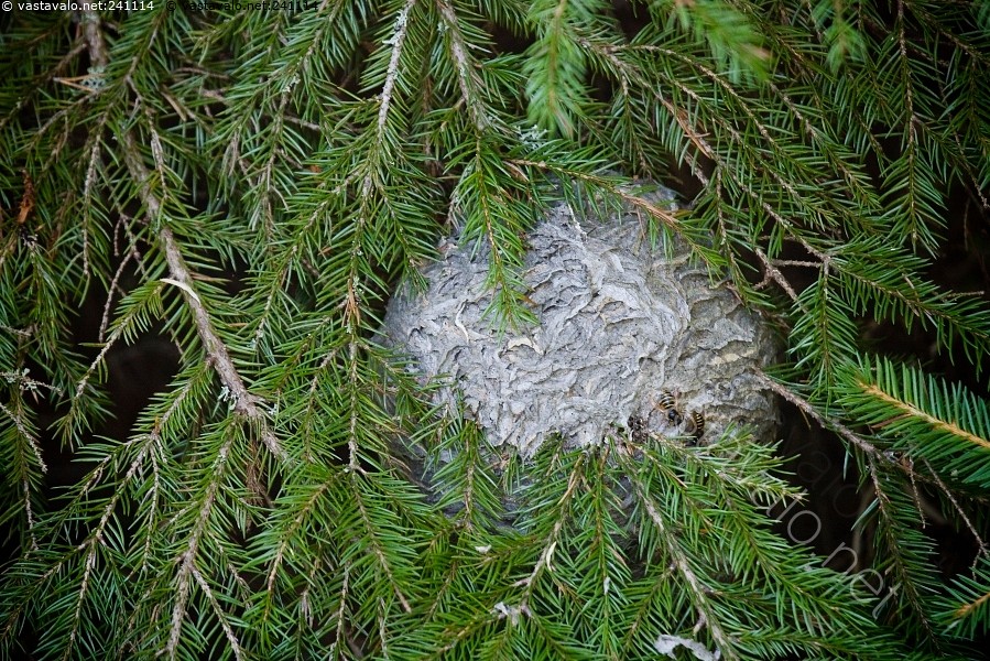 Kuva: Ampiaispesä - ampiaispesä ampiainen Vespula vulgaris pistiäiset ...