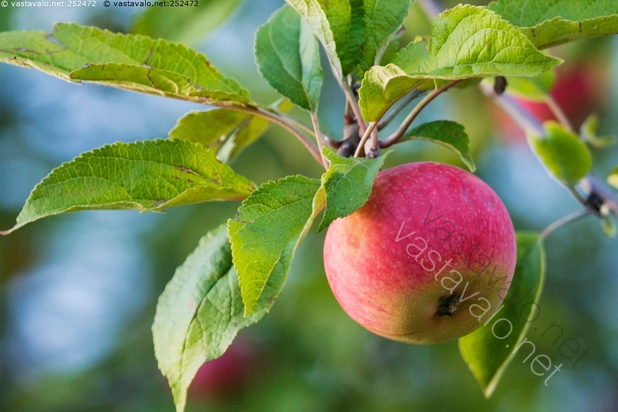 Kuva: Kaneliomena - punakaneli omena yksi puutarha piha omenapuu ...