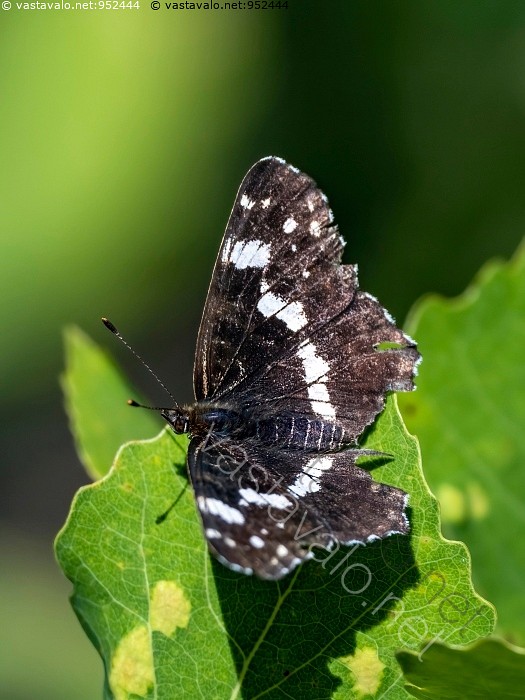 Kuva: Karttaperhonen - Araschnia levana täpläperhonen perhonen ...