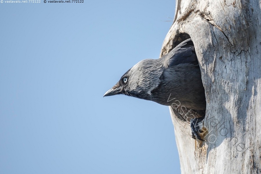 Kuva: Naakka - naakka Corvus monedula lintu musta harmaa mustanharmaa ...