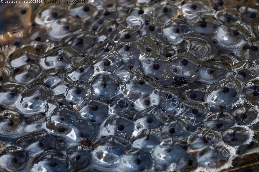 Kuva: Sammakonkutu - kutu kutua sammakon sammakonkutu lisääntyminen ...