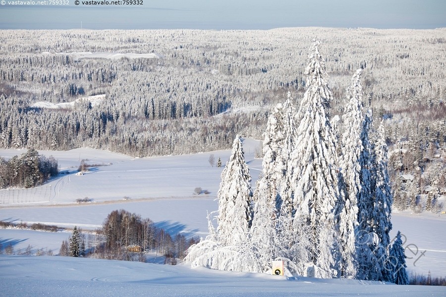 Kuva: Talvimaisemaa - mänty metsä mäntymetsä männikkö havumetsä kuusi ...