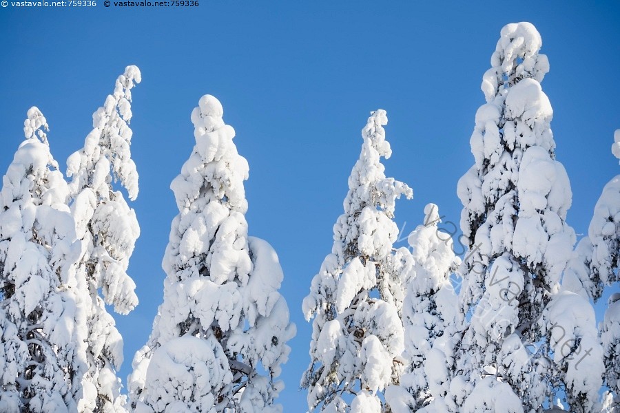 Kuva: Talvimaisemaa - mänty metsä mäntymetsä männikkö havumetsä puu ...