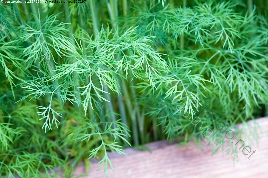 Tilli Tilli Foto & Bild | World, Wasser, Deutschland Bilder Auf ...