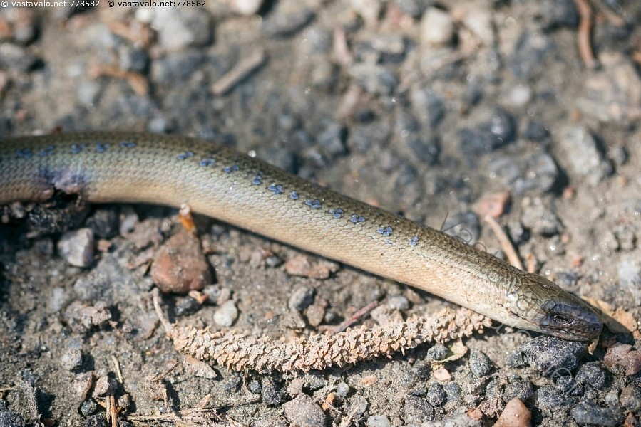 Kuva: Kuollut vaskitsa - Anguis fragilis lisko matelija vaskikäärme ...